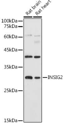 INSIG-2 Antibody - Azide and BSA Free (NBP3-03000): Novus Biologicals