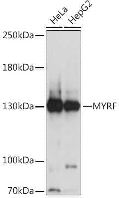 MYRF Antibody - BSA Free (NBP3-05627): Novus Biologicals