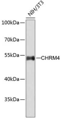 Muscarinic Acetylcholine Receptor M4/CHRM4 Antibody - Azide and BSA ...