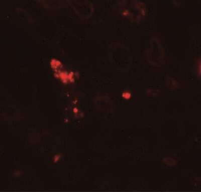 NOX3 Antibody - BSA Free (NBP2-41292): Novus Biologicals