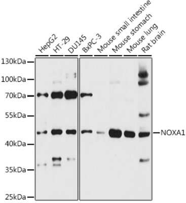 NOX1 Antibody - Azide Free (NBP1-31546): Novus Biologicals