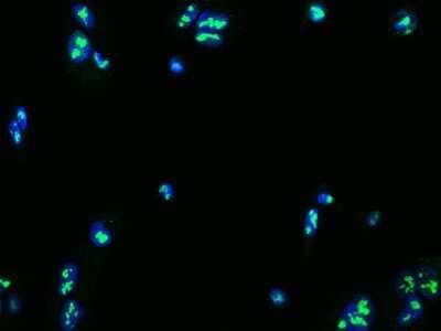 Nucleolin Antibody (NBP2-99065): Novus Biologicals