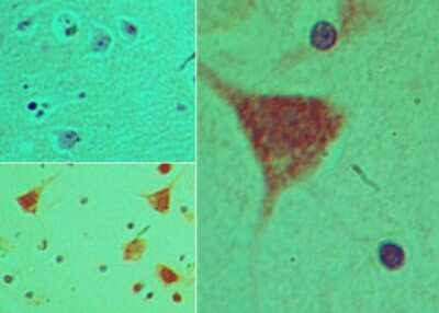 PER2 Antibody (NBP2-24596): Novus Biologicals