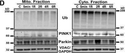PINK1 Antibody - BSA Free (BC100-494): Novus Biologicals