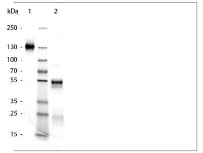 Rabbit IgG Isotype Control (NBP2-36463): Novus Biologicals