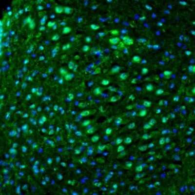 USP48 Antibody (NBP1-83751): Novus Biologicals