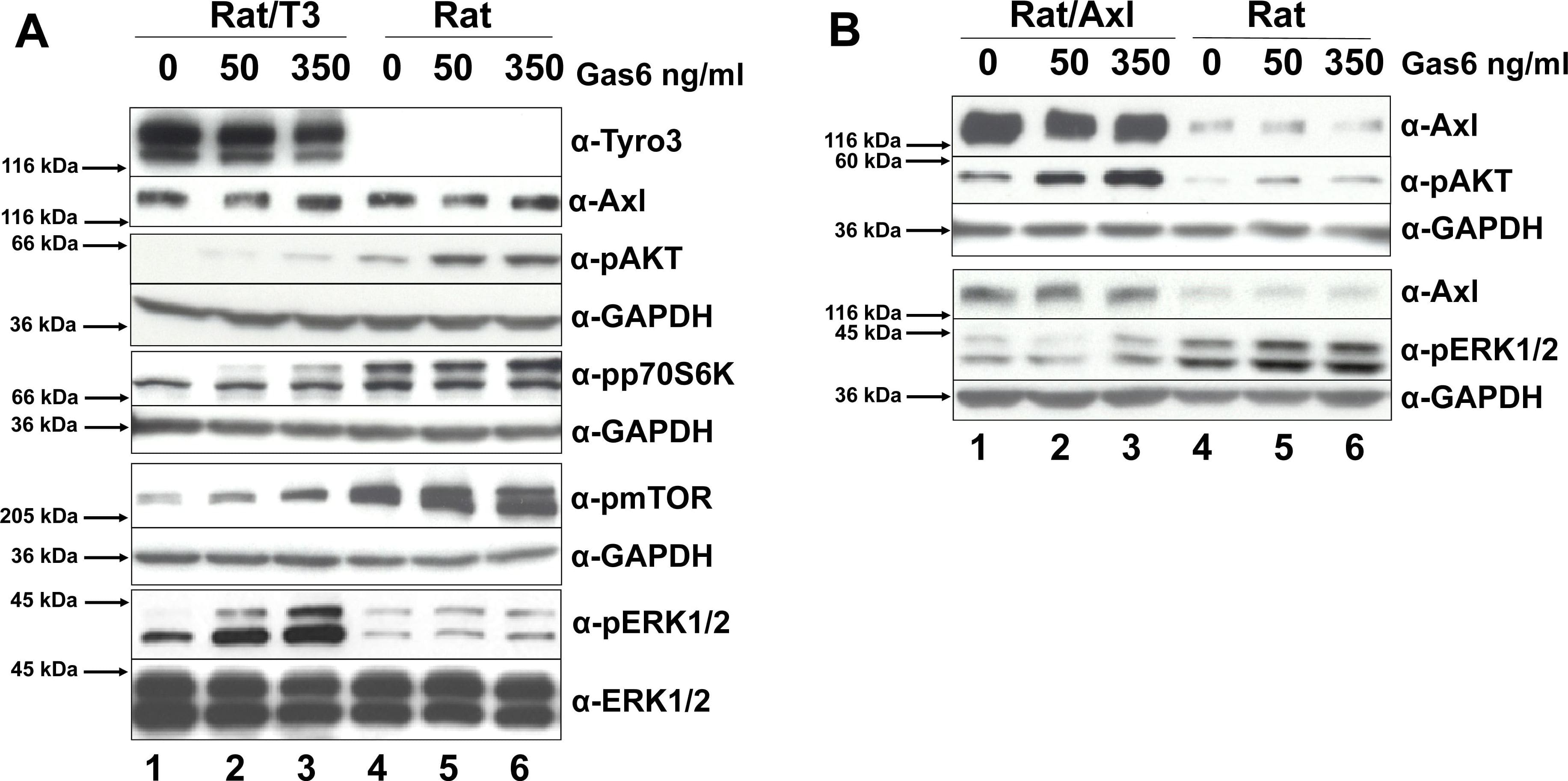 Axl Antibody [Unconjugated] (AF154): Novus Biologicals