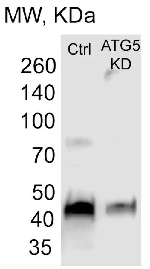 ATG5 Antibody - BSA Free (NB110-53818): Novus Biologicals