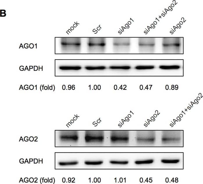 Ago2/eIF2C2 Antibody (2E12-1C9) (H00027161-M01): Novus Biologicals