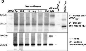 VEGF Antibodies: Novus Biologicals