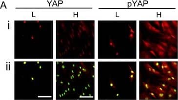 YAP1 Antibody - BSA Free (NB110-58358): Novus Biologicals