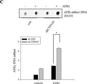 Aflatoxin B1 Antibody (6A10) - BSA Free (NB600-443): Novus Biologicals