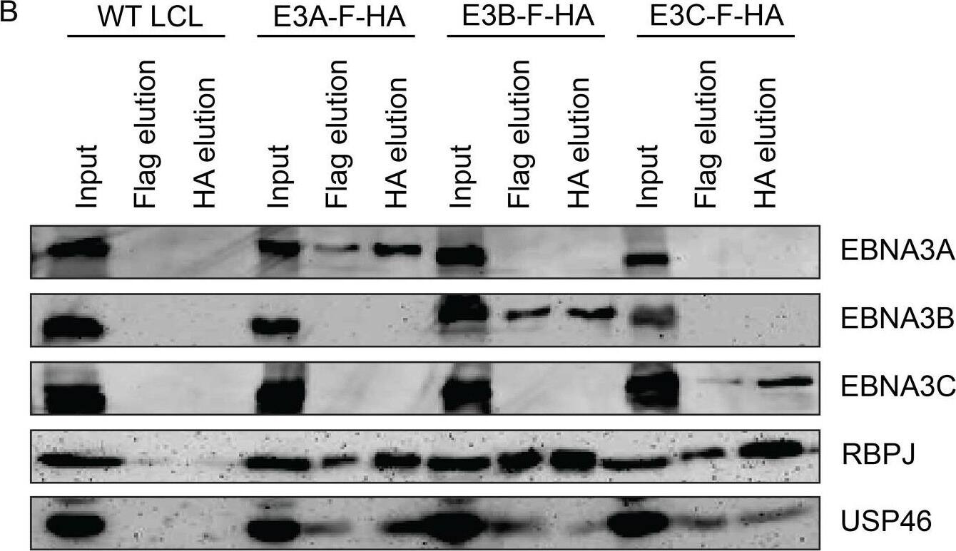 USP46 Antibodies: Novus Biologicals