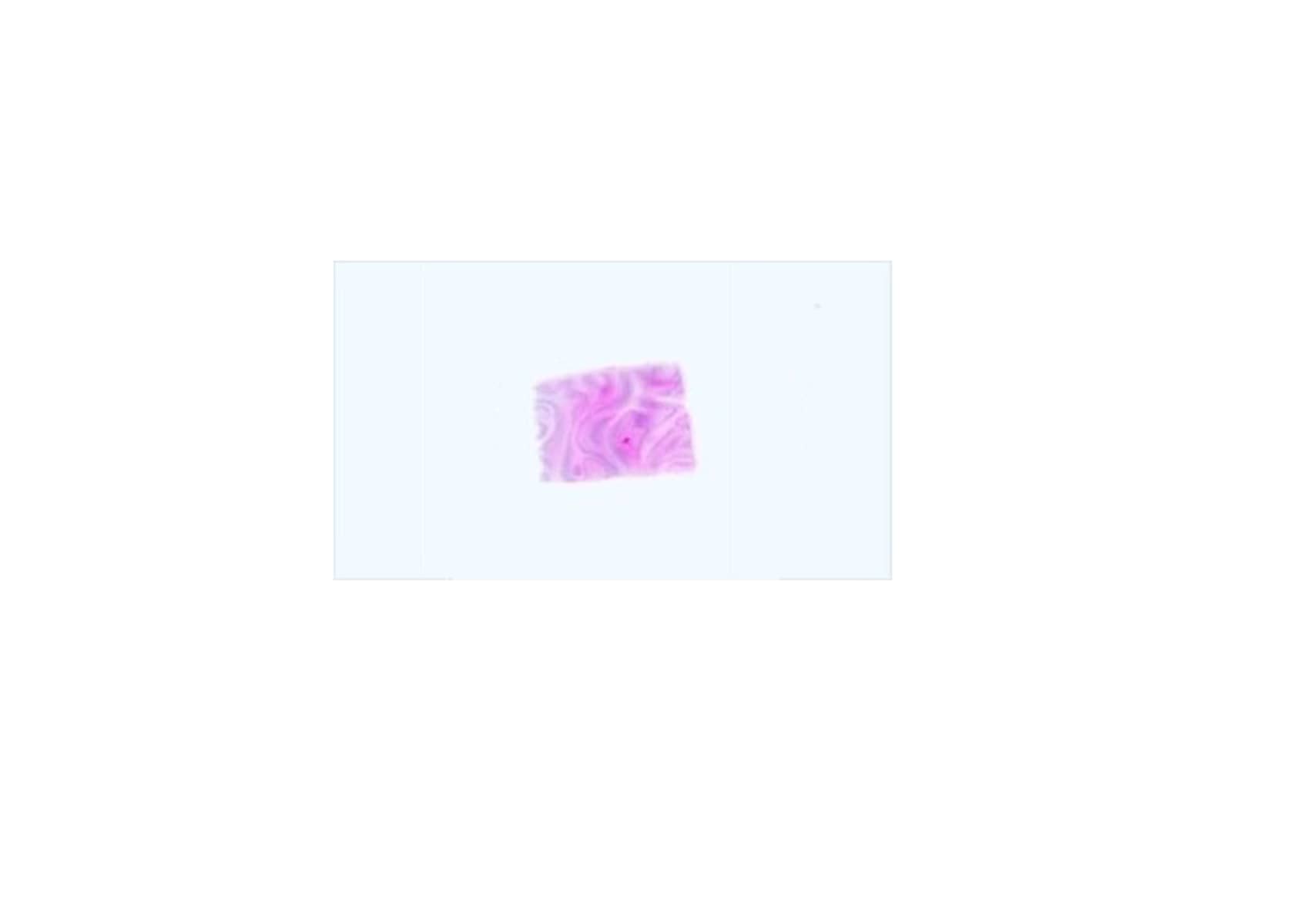 Brain Tissue Slides (Adult Normal Anterior)- Paraffin (NBP3-20187 ...
