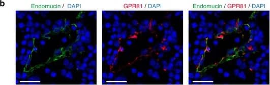 GPR81 Antibody - BSA Free (NLS2095): Novus Biologicals