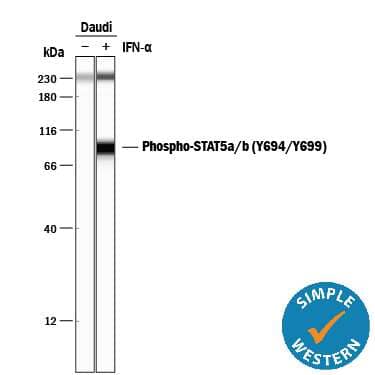 STAT5a/b Antibody [Unconjugated] (AF4190): Novus Biologicals