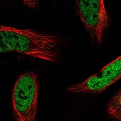 APOL6 Antibody (NBP1-89031): Novus Biologicals
