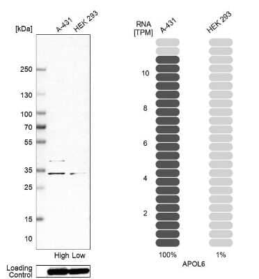 APOL6 Antibody (NBP1-89031): Novus Biologicals