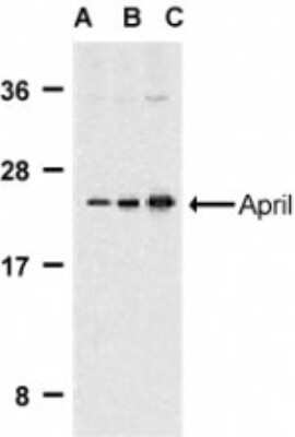 APRIL/TNFSF13 Antibody - BSA Free (NBP1-76767): Novus Biologicals