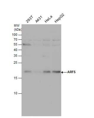 ARF5 Antibody (NBP1-31005): Novus Biologicals