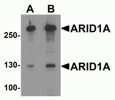 ARID1A Antibody - BSA Free (NBP2-81795): Novus Biologicals