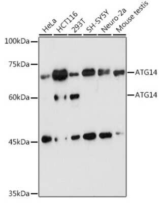 ATG14 Antibody (NBP3-04664): Novus Biologicals
