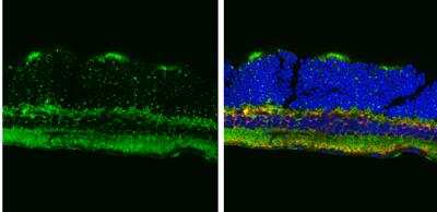 ATP5A Research Products: Novus Biologicals
