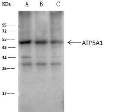 ATP5A Antibody (NBP2-99322): Novus Biologicals