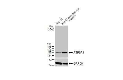 ATP5A Antibody (NBP2-15512): Novus Biologicals