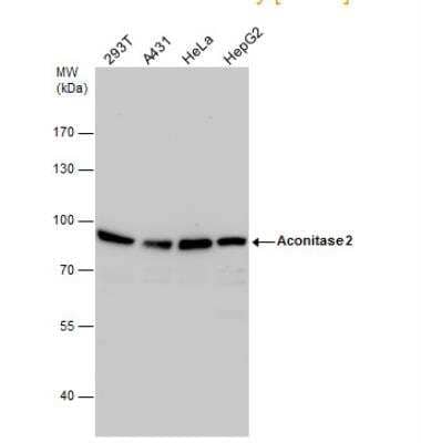 Aconitase 2 Antibody (NBP2-15245): Novus Biologicals