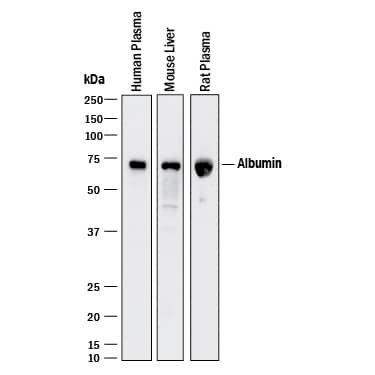 Albumin Antibody (188835) [Unconjugated] - Serum (MAB1455): Novus ...
