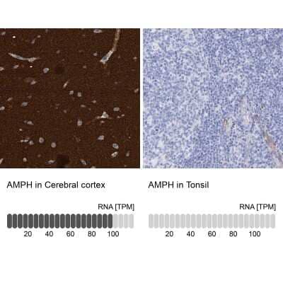 Amphiphysin/AMPH Antibody (NBP1-86033): Novus Biologicals