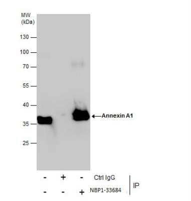 Annexin A1 Antibody (NBP1-33684): Novus Biologicals