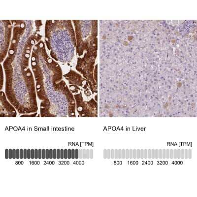 Apolipoprotein A-IV/ApoA4 Antibody (NBP1-86164): Novus Biologicals