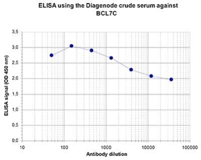 BCL7C Antibody (NBP3-18642): Novus Biologicals