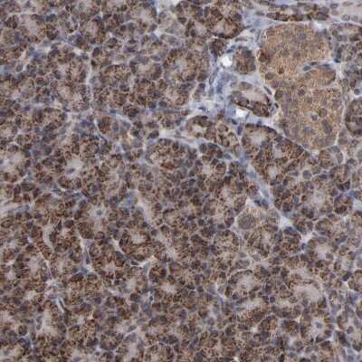 BNIP3 Antibody (NBP1-82566): Novus Biologicals