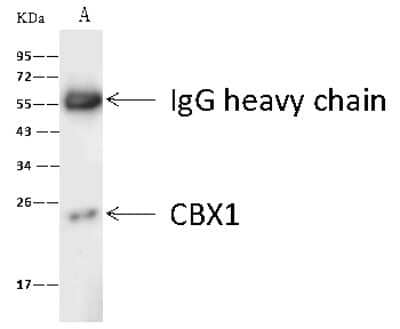 CBX1 Antibody (NBP2-98756): Novus Biologicals