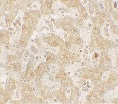 CCR7 Antibody - BSA Free (NBP2-41251): Novus Biologicals
