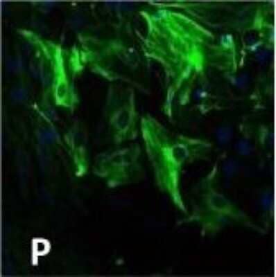 CD11b/c Antibody - BSA Free (NB110-40766): Novus Biologicals
