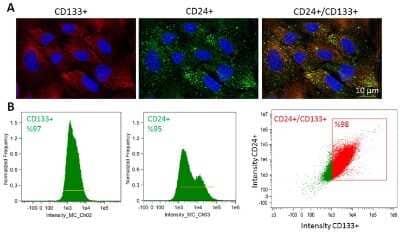 CD133 Antibody - BSA Free (NB120-16518): Novus Biologicals