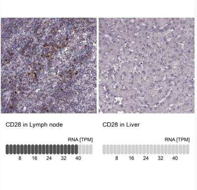 CD28 Antibody (NBP2-57015): Novus Biologicals