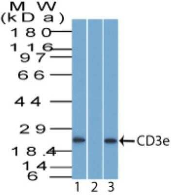 CD3 epsilon Antibody - BSA Free (NBP2-33116): Novus Biologicals