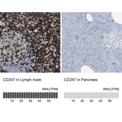 CD3 zeta Antibody (NBP1-85750): Novus Biologicals