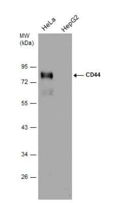 CD44 Antibody (NBP1-31488): Novus Biologicals