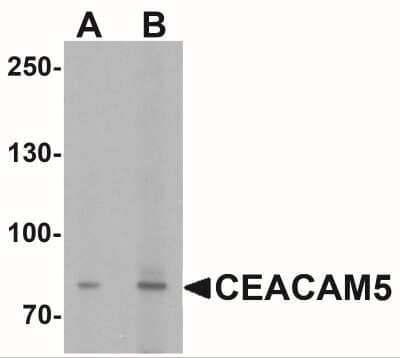 CEACAM5/CD66e Antibody - BSA Free (NBP2-41231): Novus Biologicals