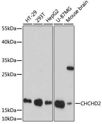 CHCHD2 Antibody (NBP2-92335): Novus Biologicals