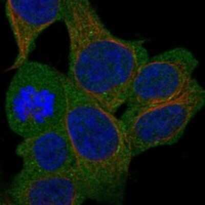 CLEC4F Antibodies: Novus Biologicals