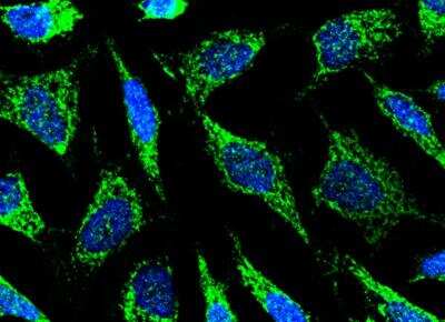 COX4-I1 Antibody (NBP3-05851): Novus Biologicals