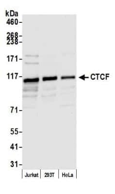 CTCF Antibody (NB500-177): Novus Biologicals