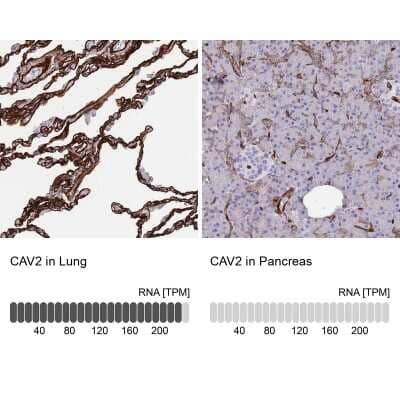 Caveolin-2 Antibody (NBP2-33431): Novus Biologicals